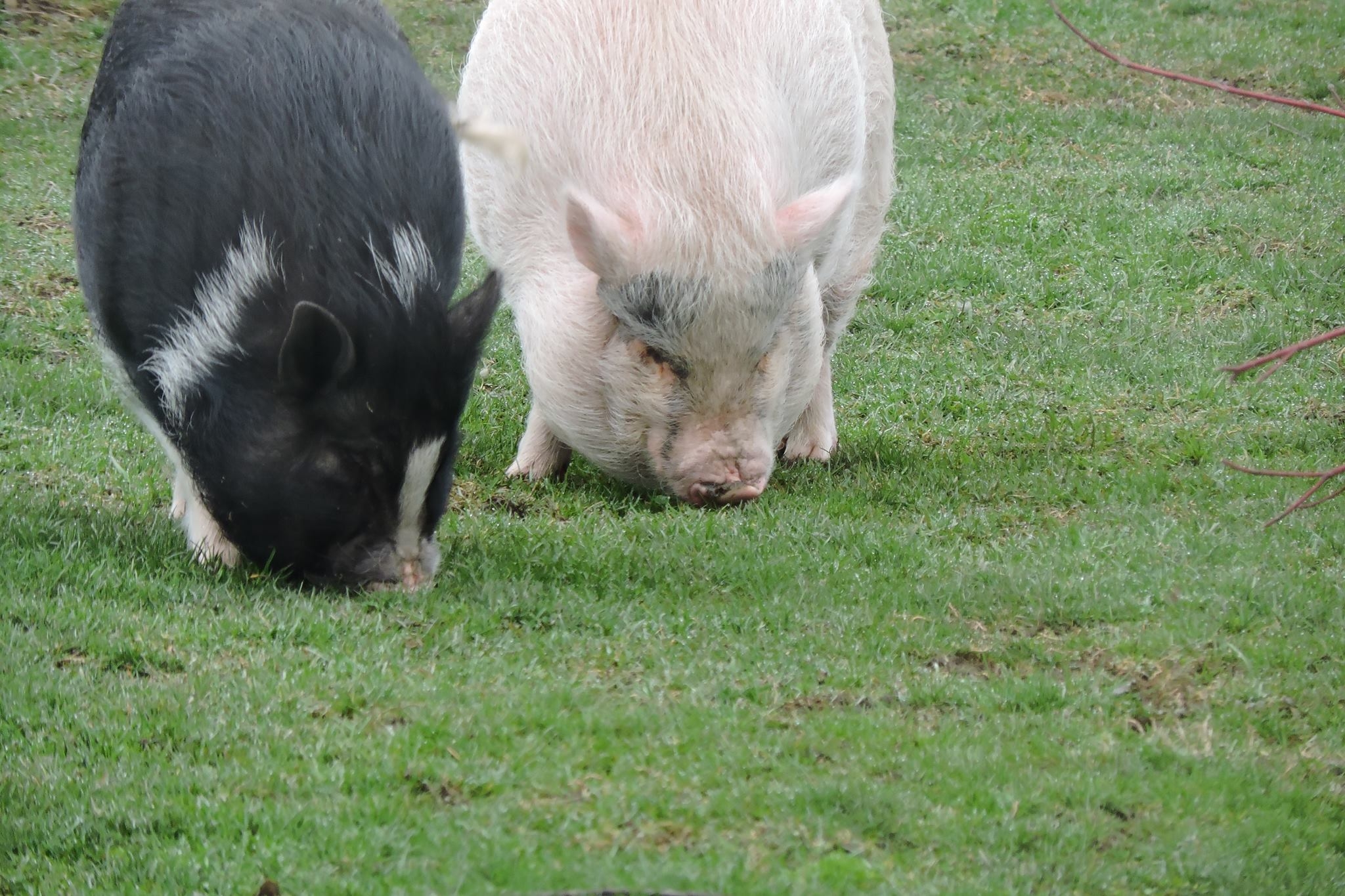 Options B4 rehoming – MAGS SNOUT KISSES