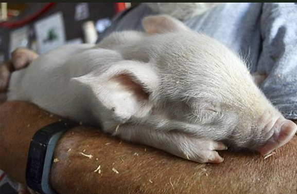 Piglets (biting, squealing behavior) – MAGS SNOUT KISSES